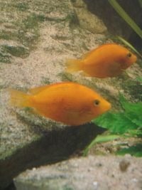 Red Chromide Cichlid | AJ Aquatics, Inc.