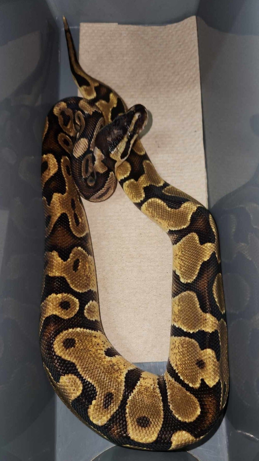 Yellow Bellied Enchi Asphalt Ball Python | AJ Aquatics, Inc.