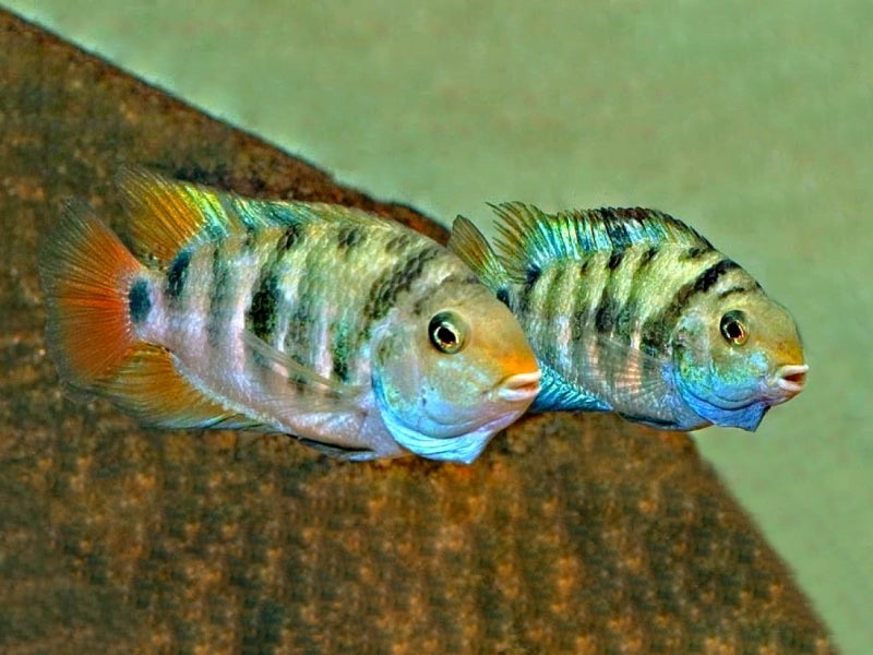 Blue Honduran Convict Cichlid | AJ Aquatics, Inc.