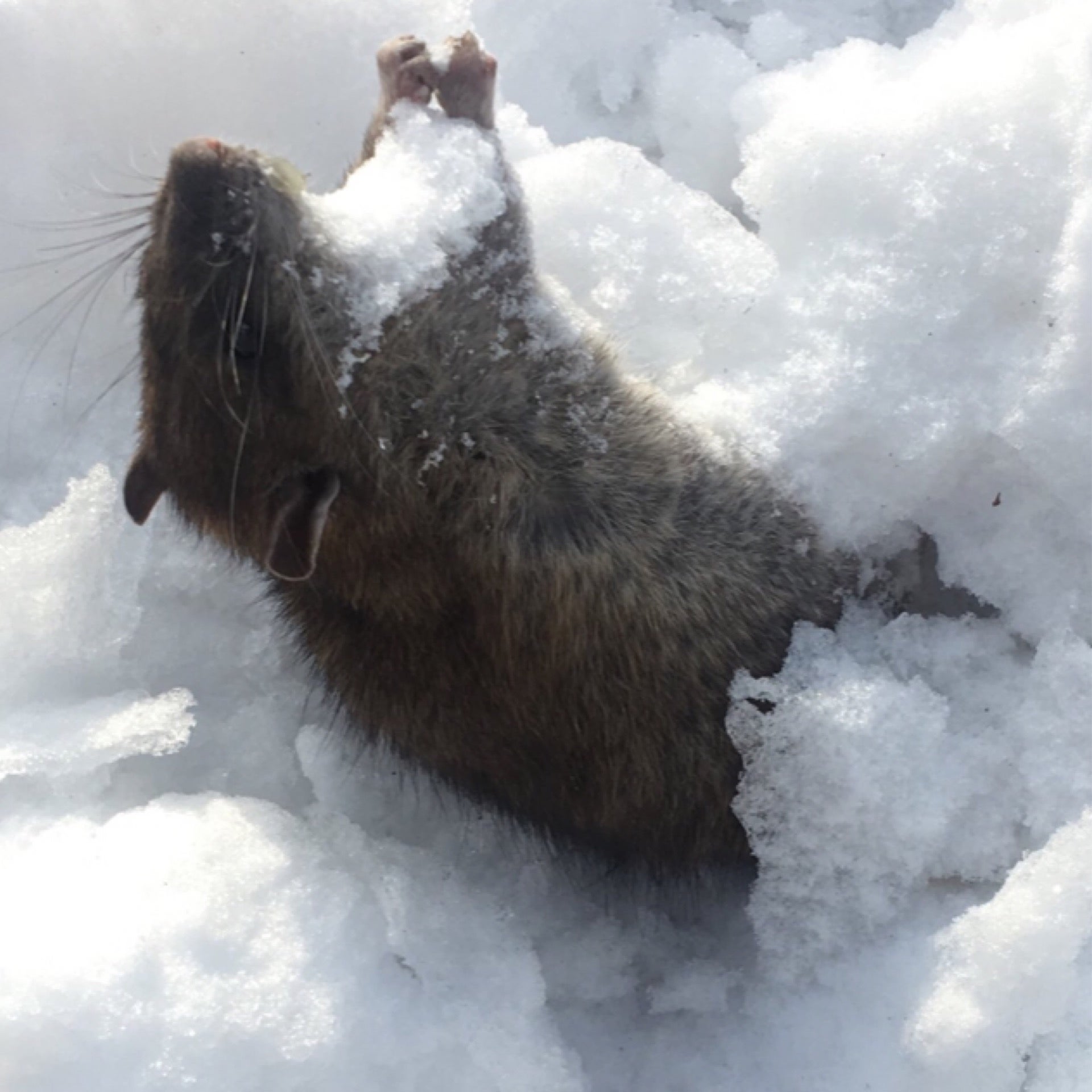 Frozen Rats | AJ Aquatics, Inc.