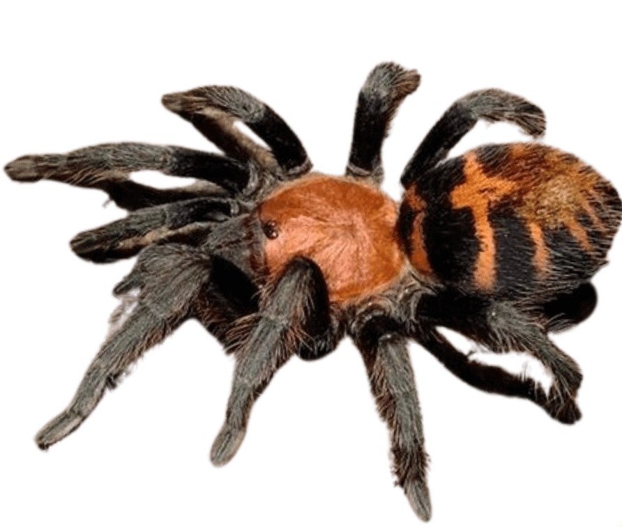 Guatemalan Tiger Rump Tarantula | AJ Aquatics, Inc.