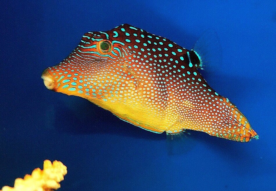 Fiji Orange Tail Puffer | AJ Aquatics, Inc.