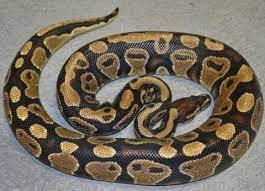 Ball Python Normal | AJ Aquatics, Inc.