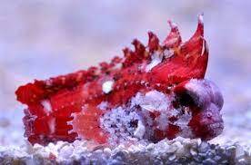 Red Pygmy Waspfish | AJ Aquatics, Inc.