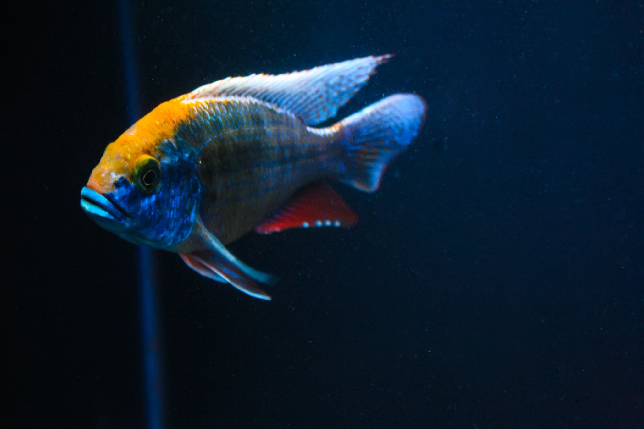 Protomelas Spilonotus "Mara Rocks" (Sulfur Head) | AJ Aquatics, Inc.