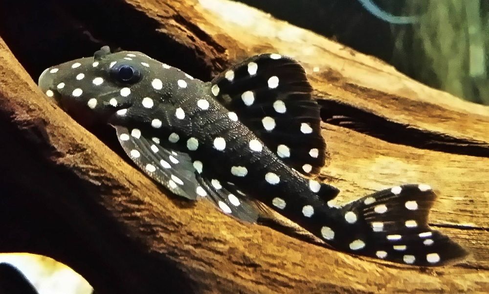 L201 Columbian Snowball Pleco | AJ Aquatics, Inc.