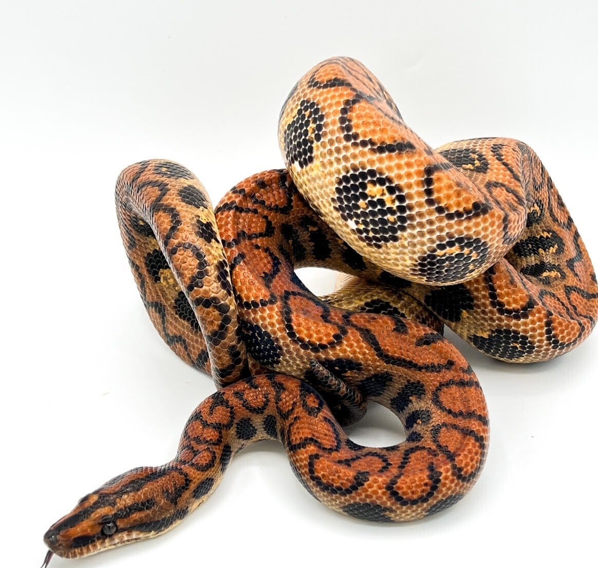 Brazilian Rainbow Boa | AJ Aquatics, Inc.