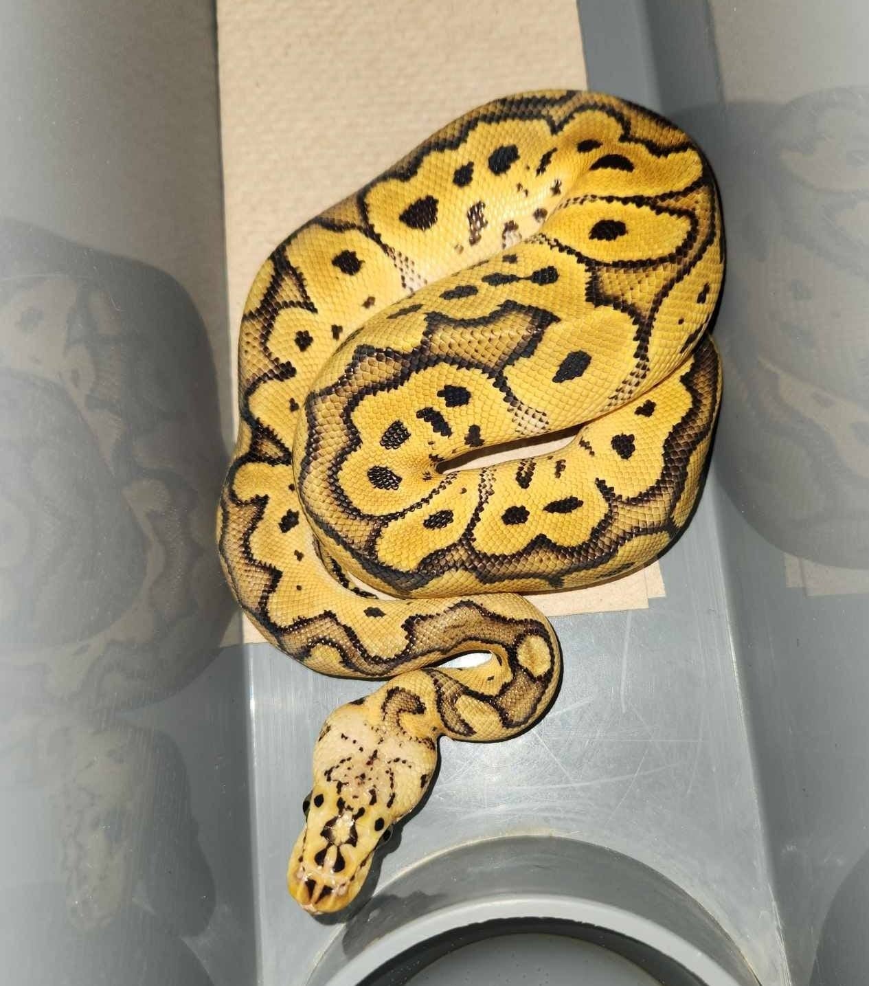 Clown Pastel Orange Dream Ball Python | AJ Aquatics, Inc.