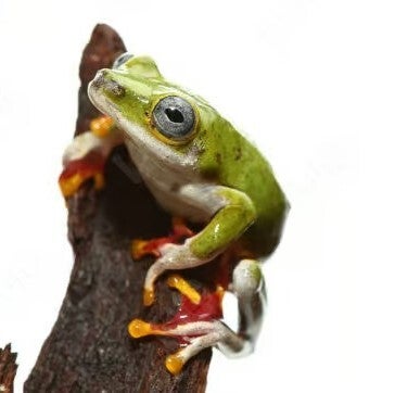 African Reed Frog | AJ Aquatics, Inc.