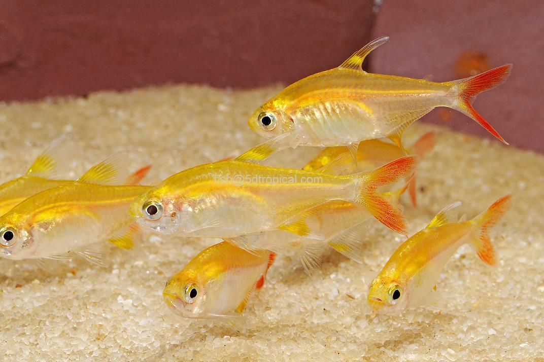 Gold Pristella Tetra