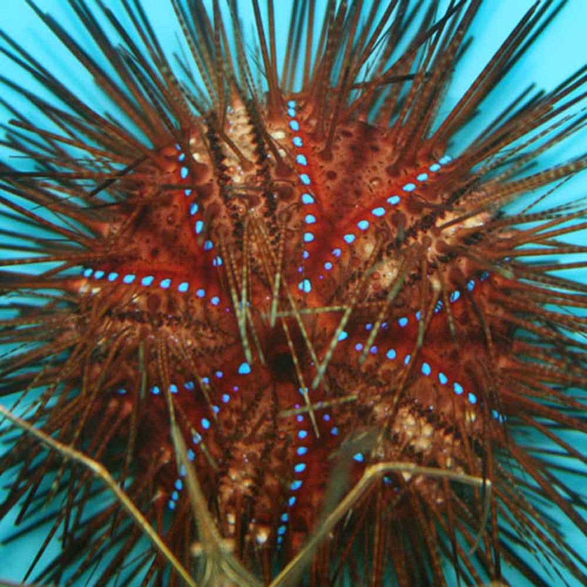 Rainbow Urchin | AJ Aquatics, Inc.
