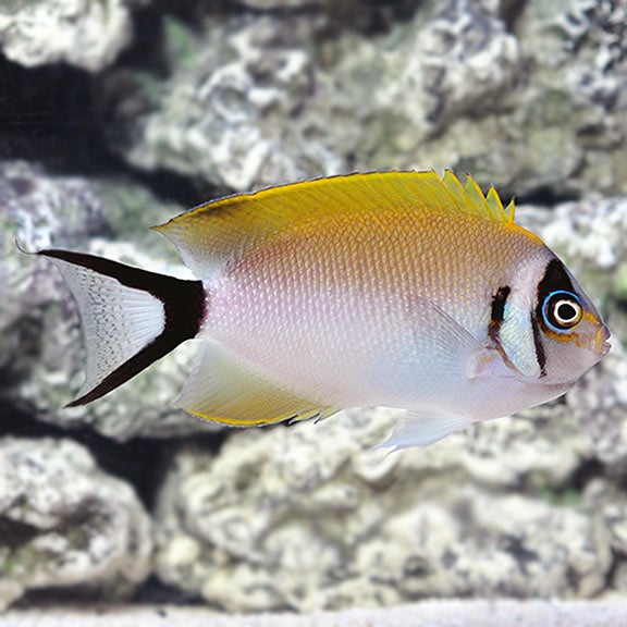 Japanese Angelfish