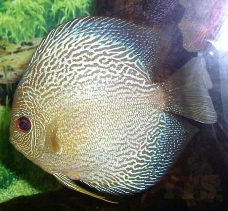 Snakeskin Discus Fish